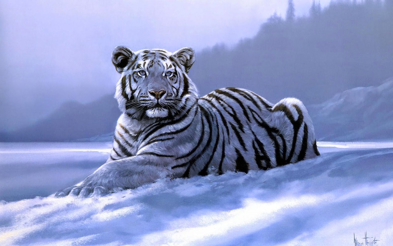 Tiger Siberian Snow Animal HD Wallpapers - HD Wallpapers Storm | Free ...